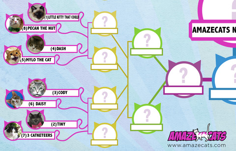 Cat and DOG Chat With Caren: Vote Cody in the AmazeCats Next Top Cat ...