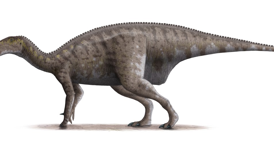 Variety of Life: Iguanodontia