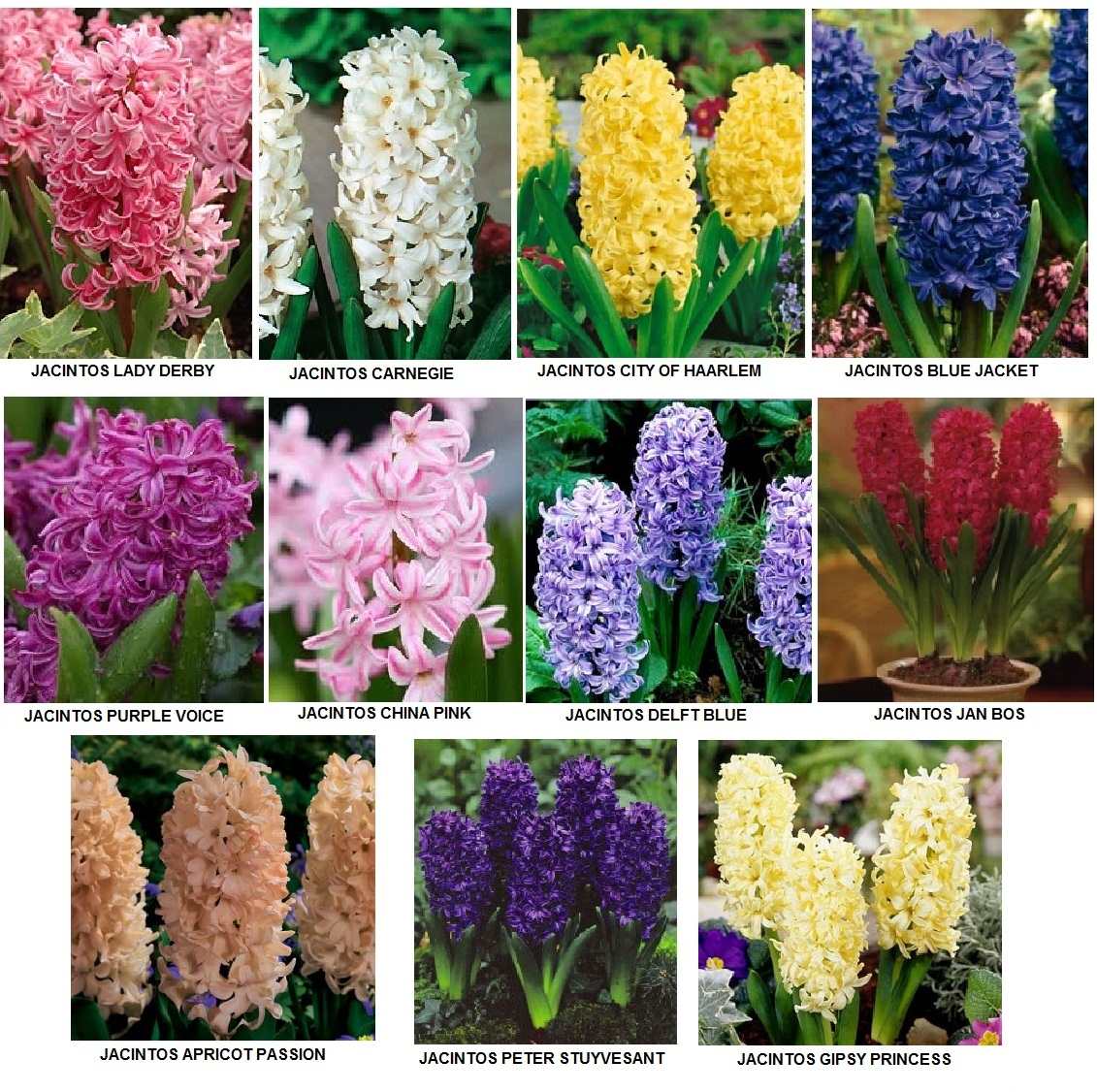 El cuidado de las plantas y el jardin- Sandra Gómez-: Los Hyacinthus ...