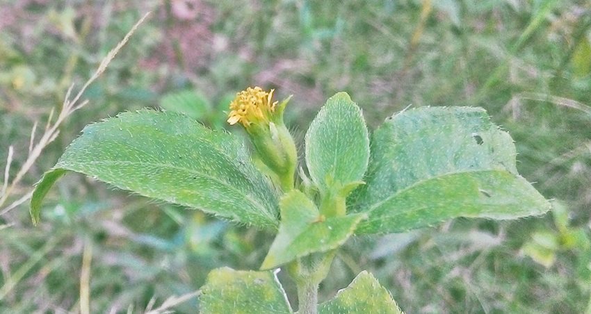 Keindahan Bunga-Bunga Rumput Liar