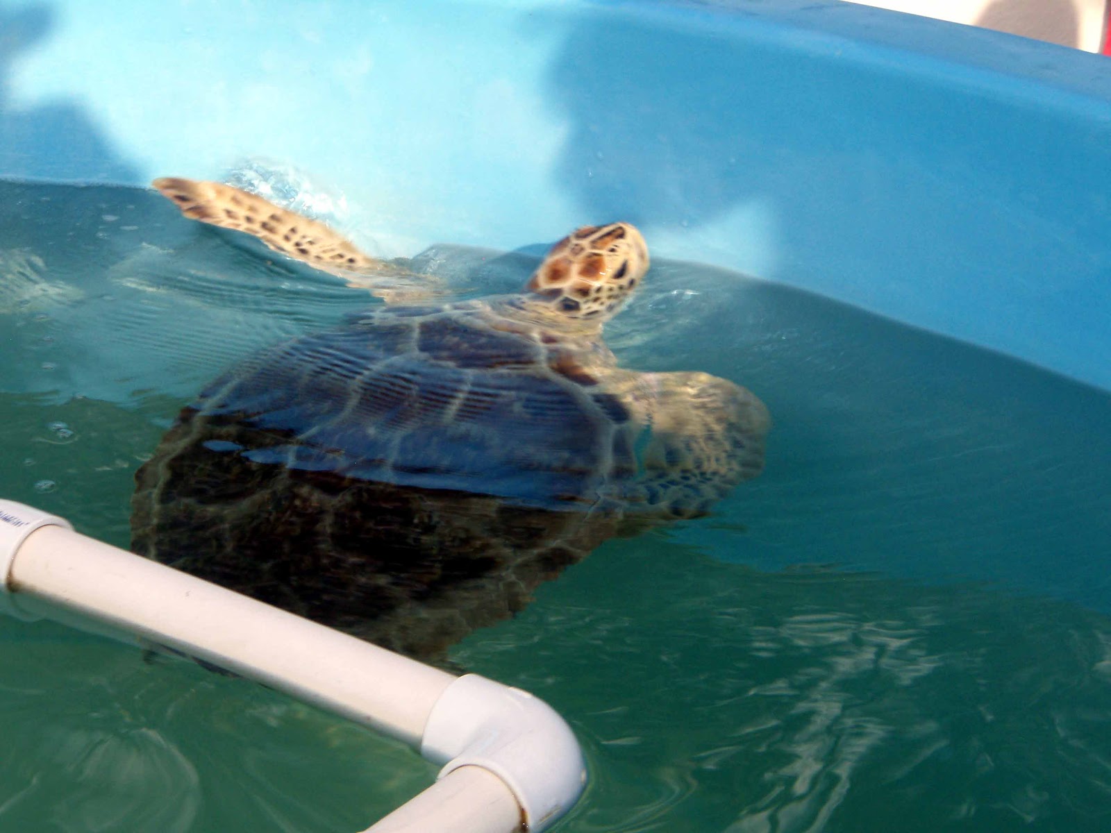 Exuberant Sailing: The Nostalgia Tour