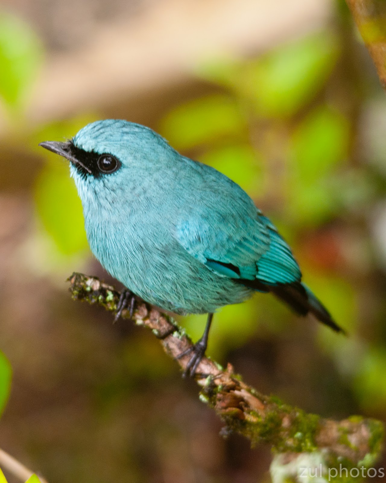 Zul Ya - Birds of Peninsular Malaysia: Verditer Flycatcher