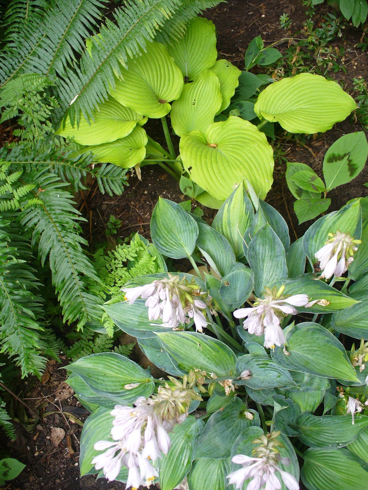 Hosta Heaven – Plant Something Oregon
