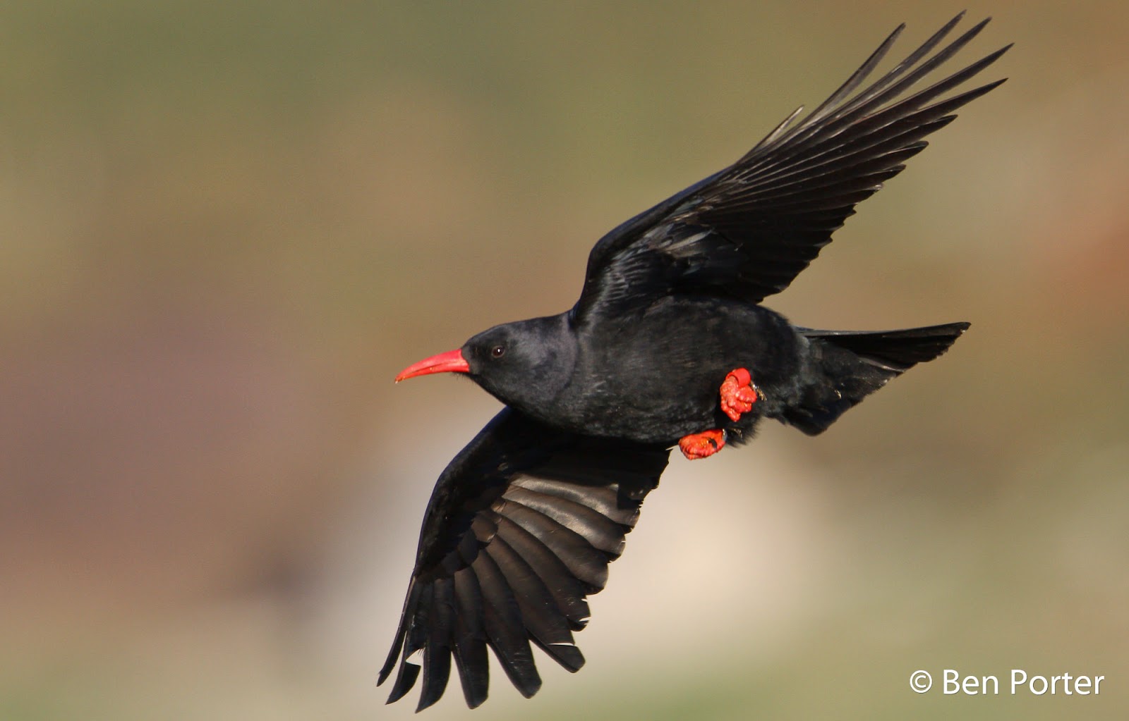 Ben Porter Wildlife Photography: Choughs in flight