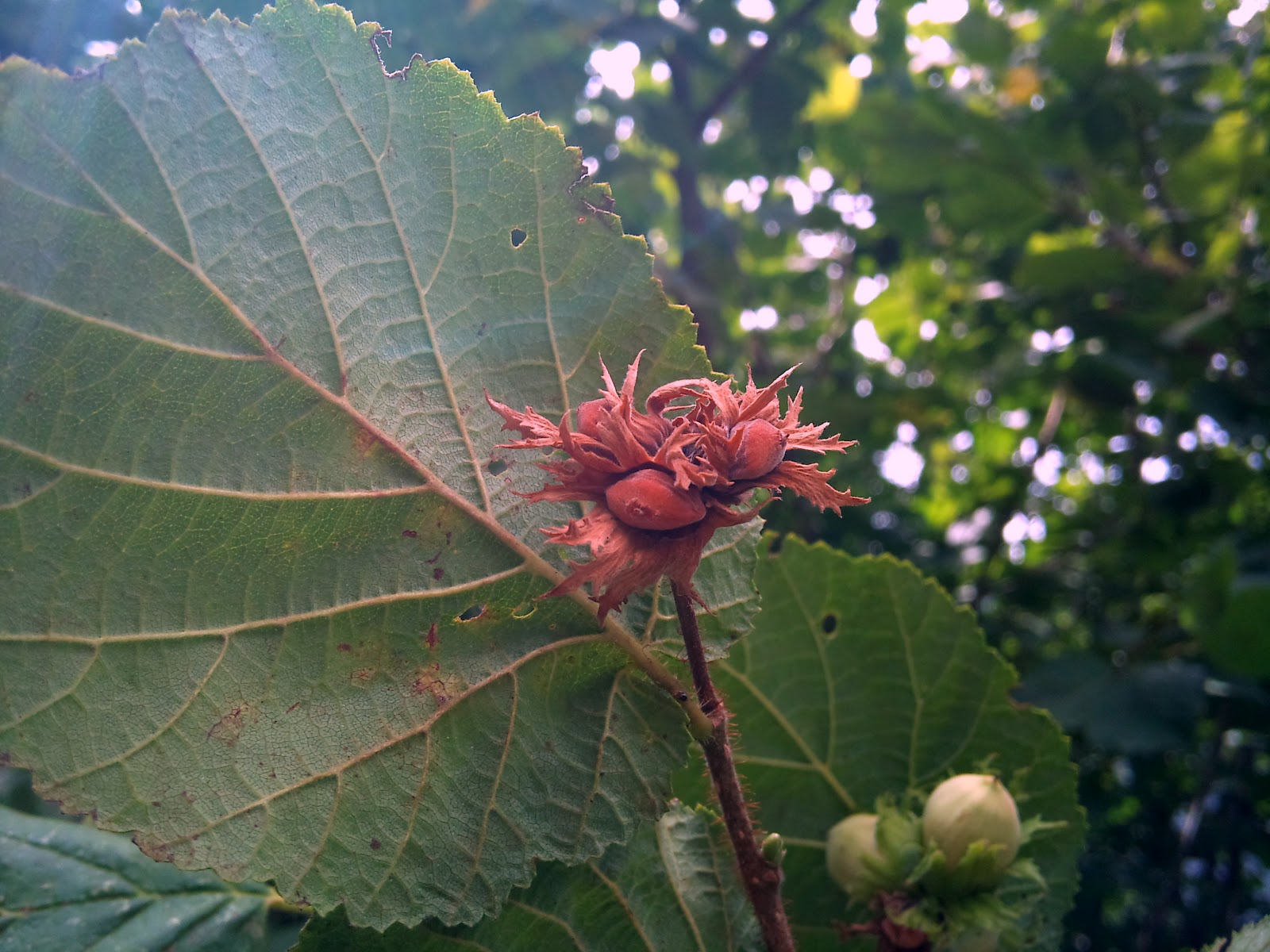 Árboles con alma: Avellano. Avellàner. (Corylus avellano)