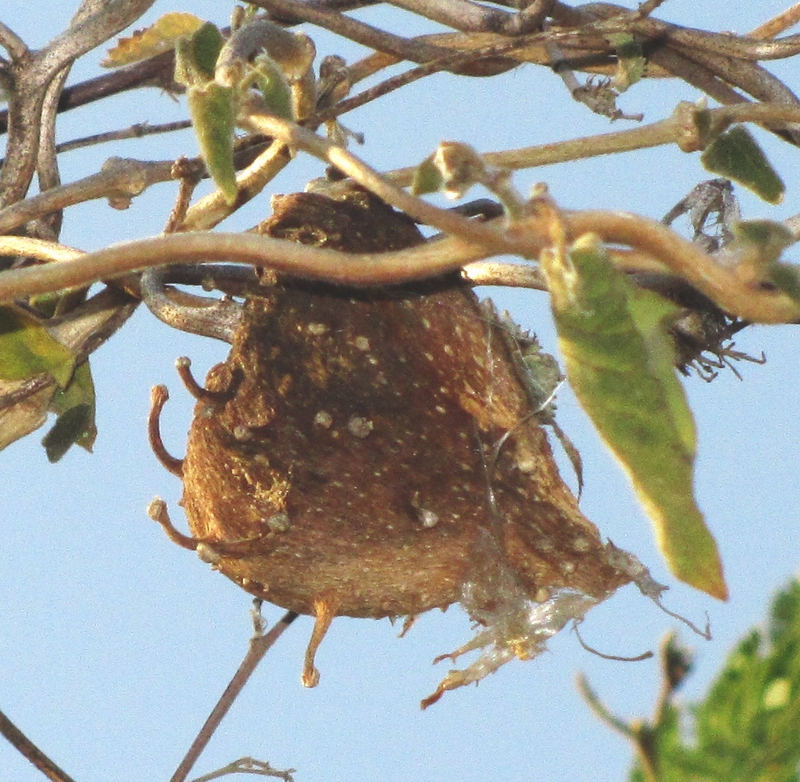 Hiking Curaçao - Flora and Fauna: Shoshoro of wilde passie vrucht