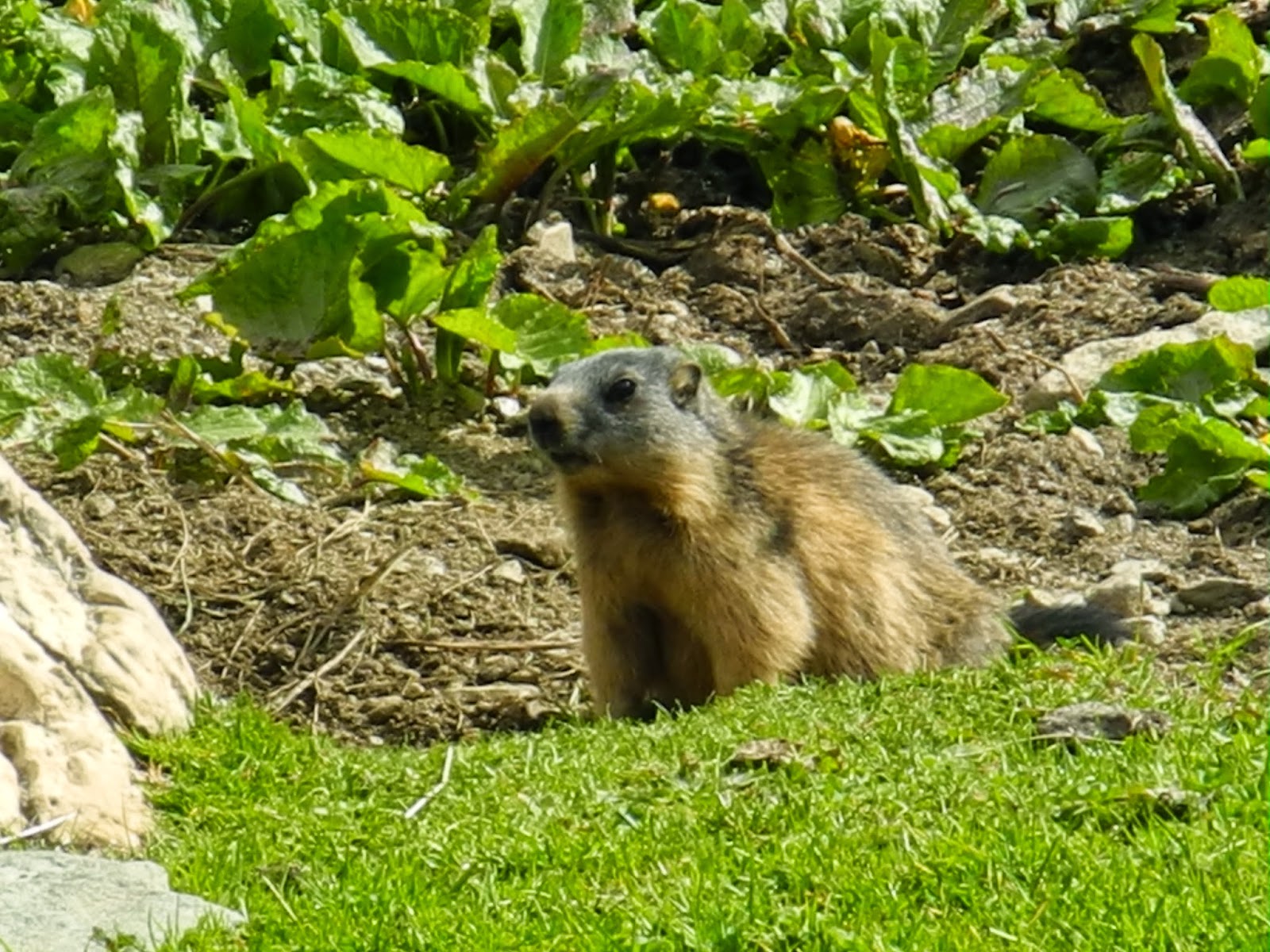 Montagne & Montanari: LE MARMOTTE