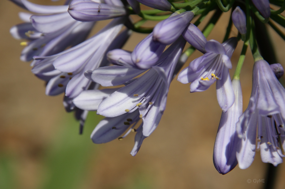 Crinul african/Crinul albastru