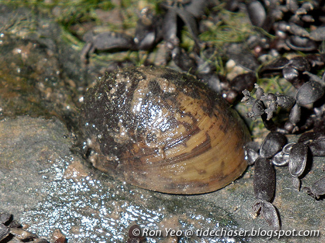 tHE tiDE cHAsER: Nerites (Phylum Mollusca: Family Neritidae) of Singapore