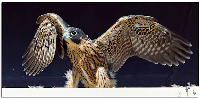 Owls & Others of Essex, MA: Young Peregrine Falcons - June 2011