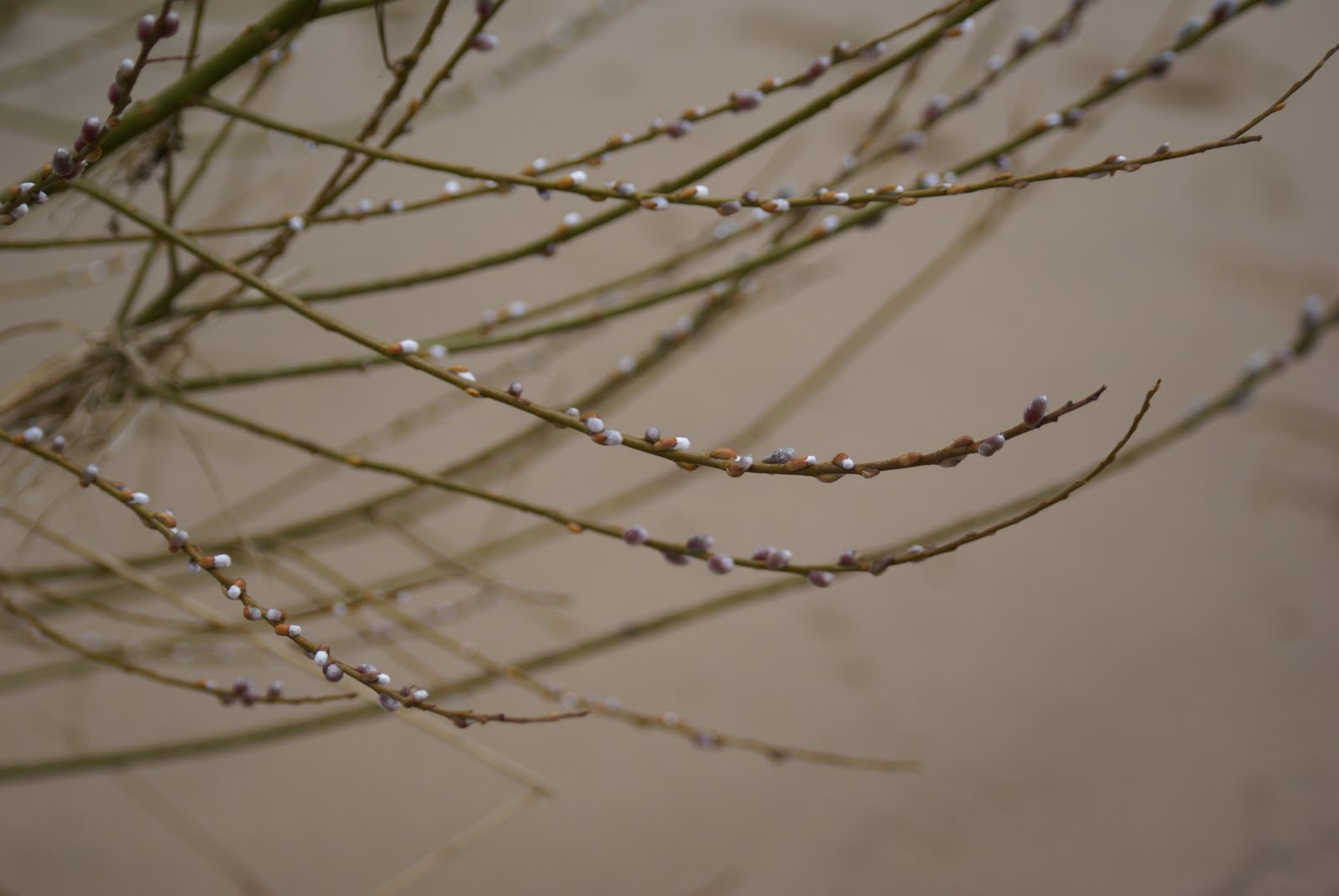 Bomen en Struiken: Wilgen