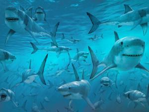 Hiu Putih Raksasa Bisa Dilacak via iPhone ~ Info Menarik