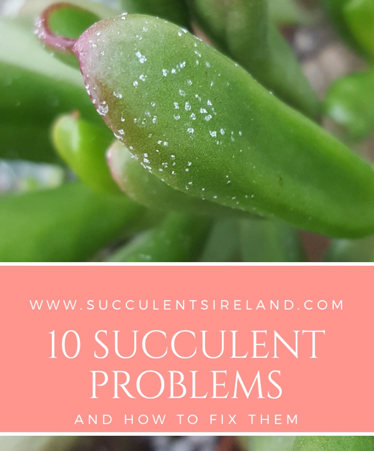Succulents can be finicky, you are doing great, your plant is looking ...