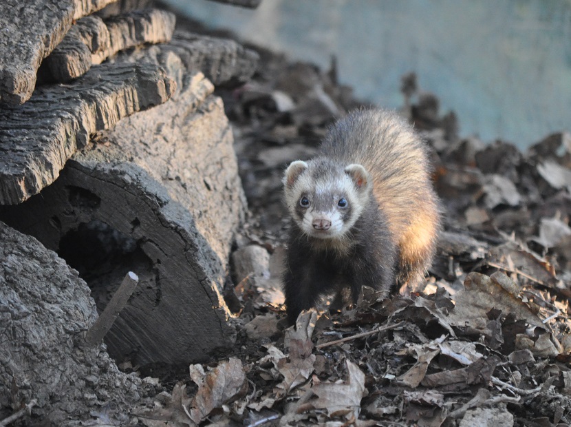 ZOOTOGRAFIANDO (6.100 ANIMALS): TURÓN / EUROPEAN POLECAT (Mustela putorius)