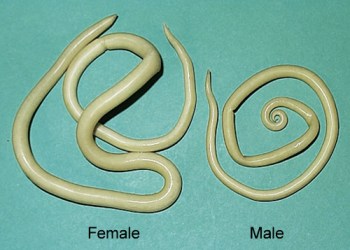 Ascaris lumbricoides - Microbiology Laboratory Turkey