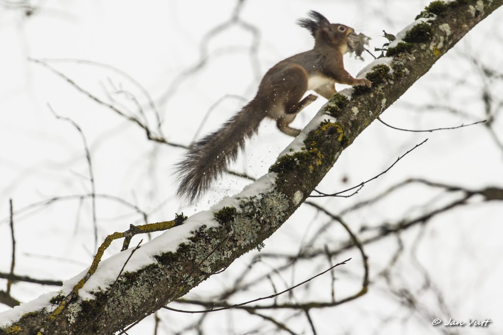 Jan Vutt fotogalerii: Orav karvapalliga