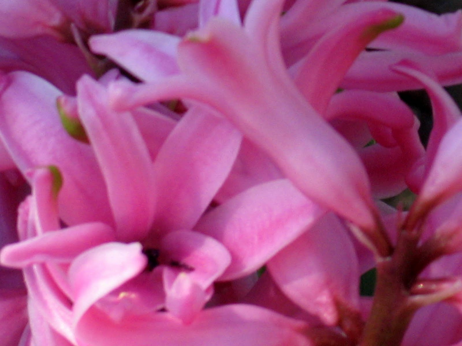 Hyacinthus orientalis - zambila