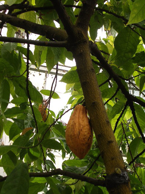 inkspired musings: Happy National Chocolate Day - July 7!