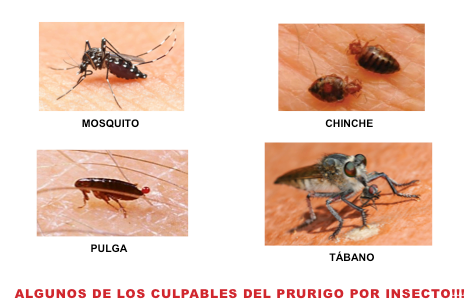 PRURIGO POR INSECTOS
