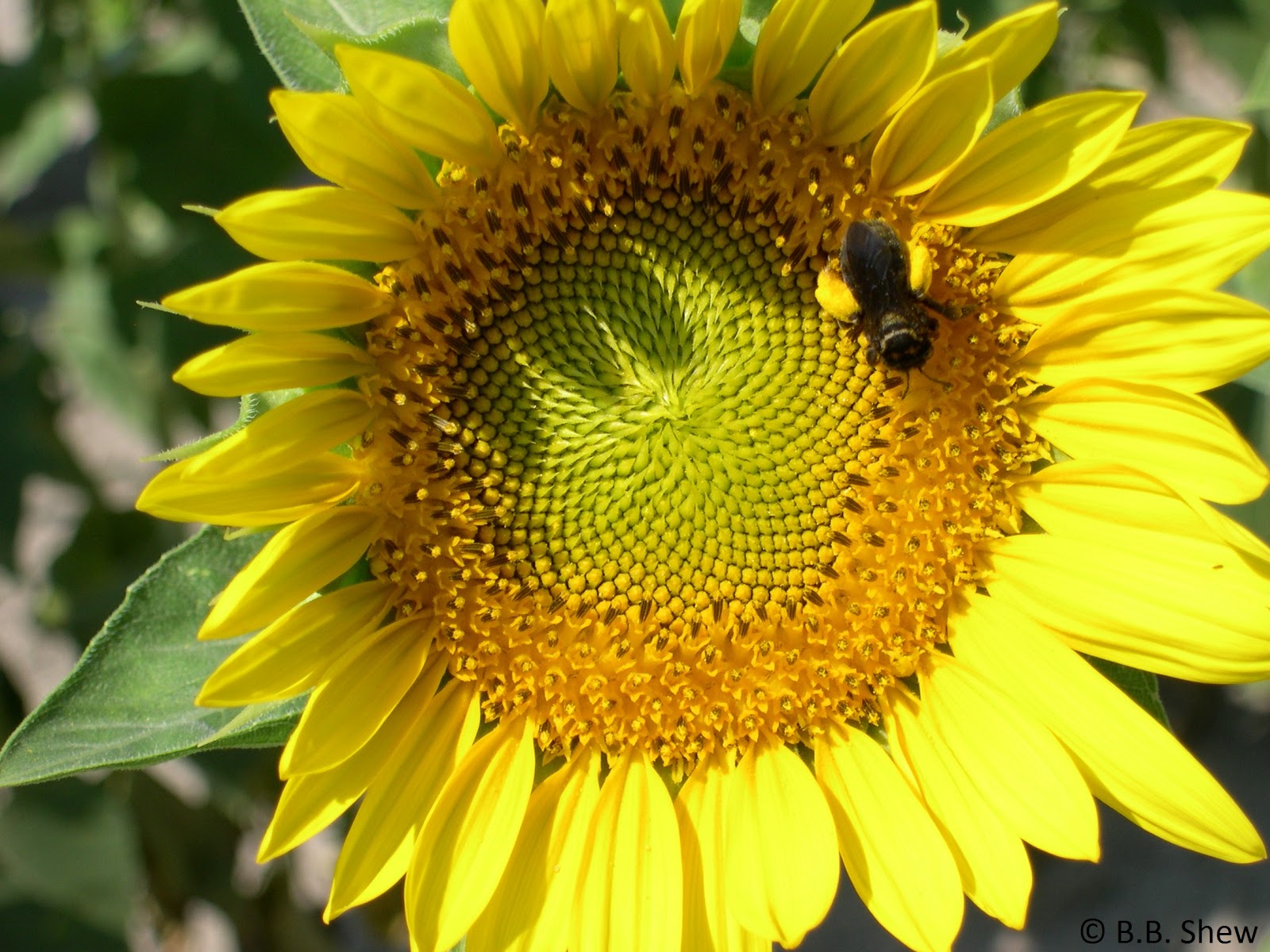 NCSU PDIC: Super Sad Sunflowers: Alternaria leaf and stem spot
