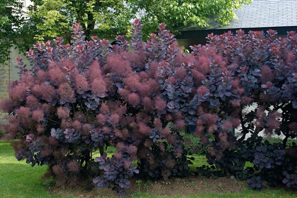 Nature/All: Cotinus coggygria