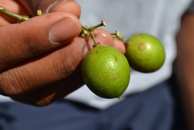 Haiti Elliotts: Kenep- one of the many things I love about Haiti
