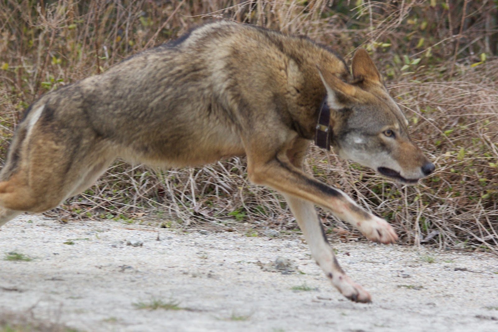 RETURN OF THE RED WOLF: Update on new red wolf breeding pair 11470 & 11872