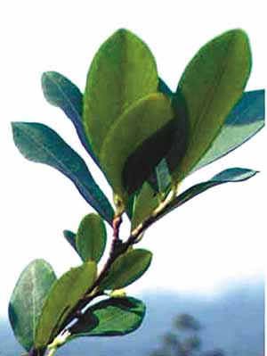 Sepa propiedades medicinales de la Coca [Curativas] | Plantas - Hierbas ...