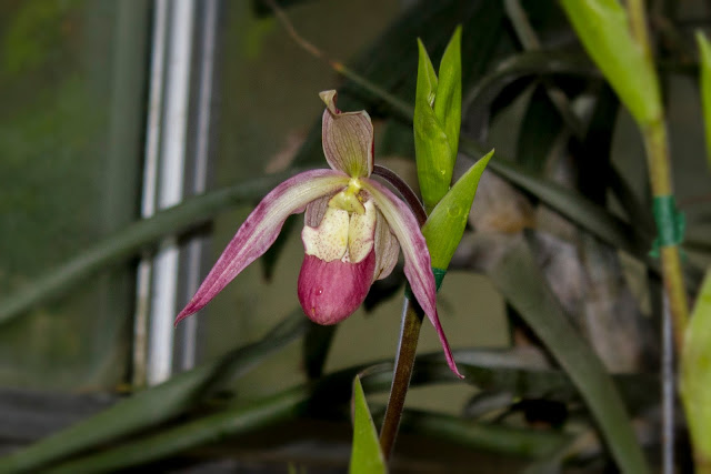 Maria's Orchids: Orchids from the DC Botanic Garden--all about the ...