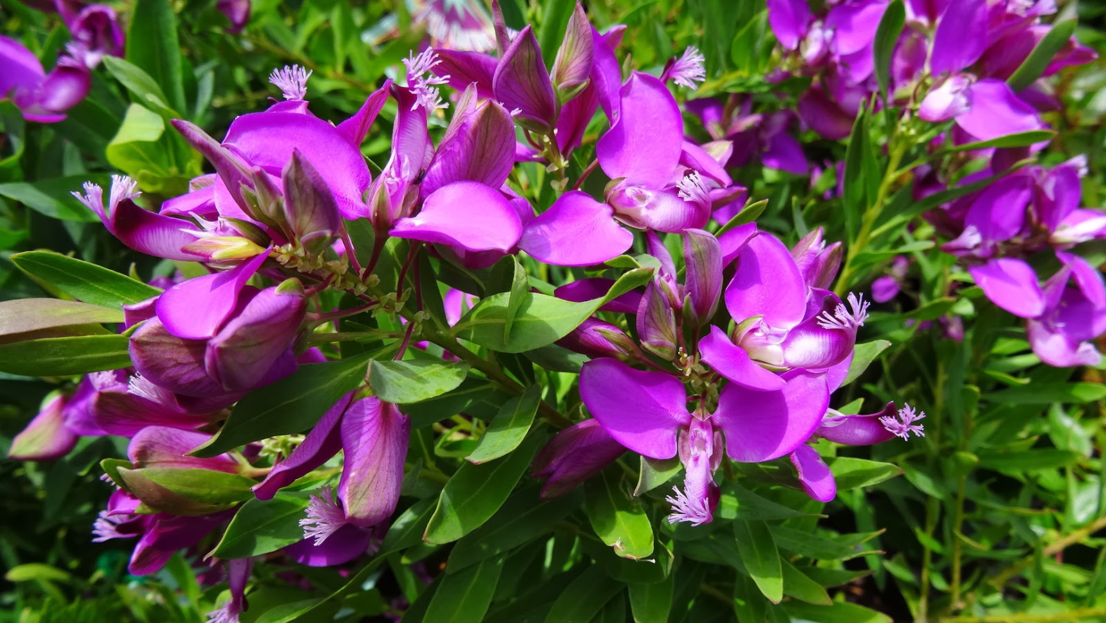 MAP: MELBOURNE STREET TREES 59 - POLYGALA