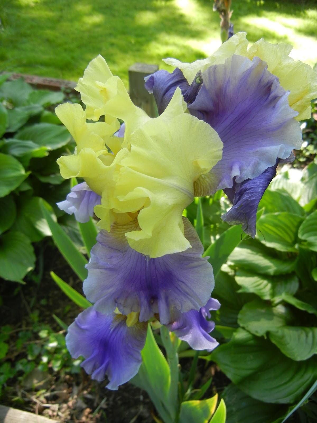 Quilts, Gravestones, and Elusive Ancestors: Heirloom Irises