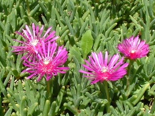 🌿 Tuinmaak in Suid Afrika 🌵: Wat is 'n tuin sonder vygies?