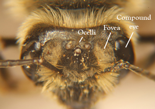 Compound Eye of Bee
