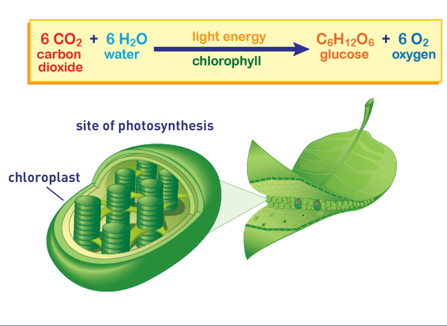 Fotosintezė. Kas tai? | Nanoplant