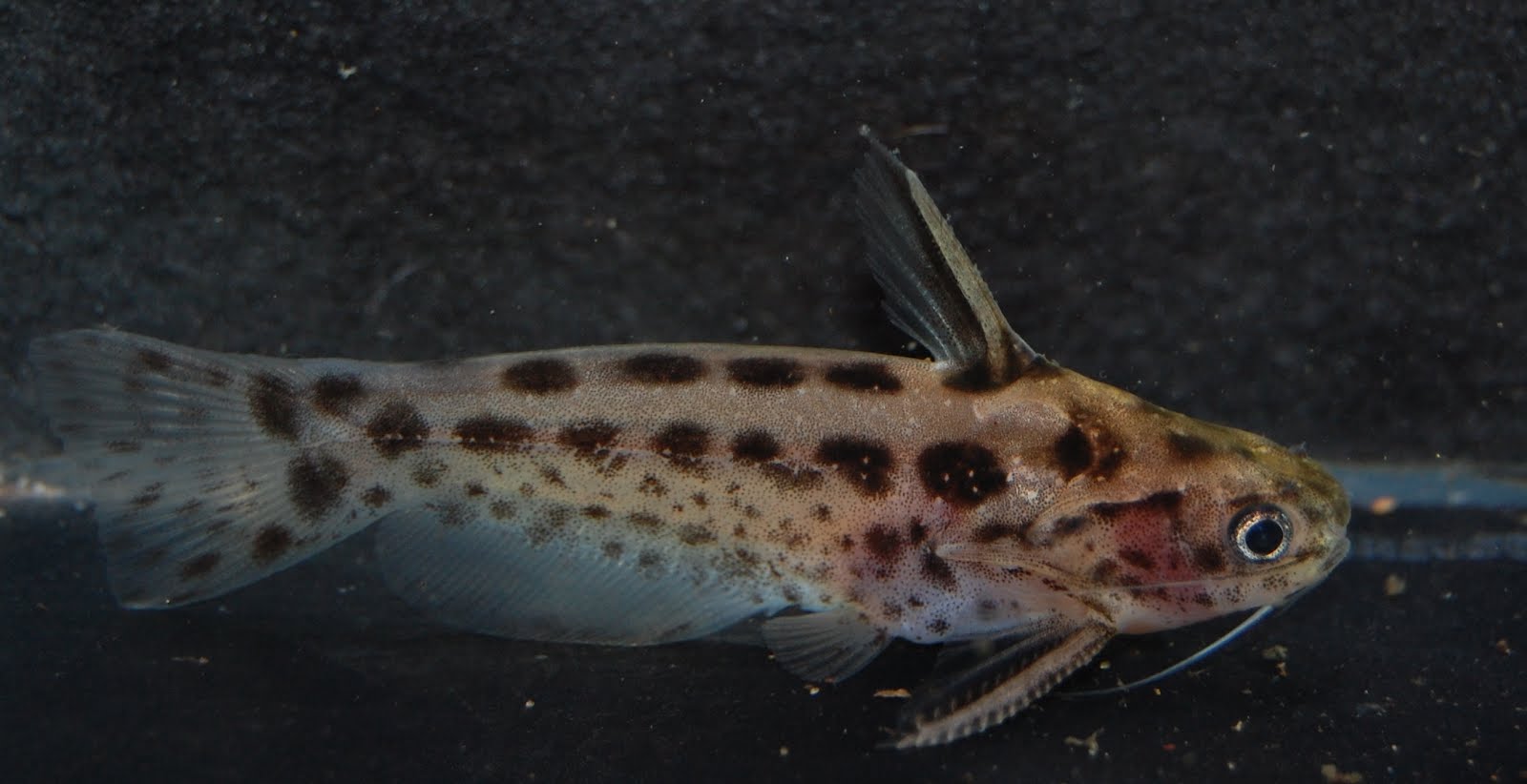 I want to see everyone's catfish! : r/Aquariums