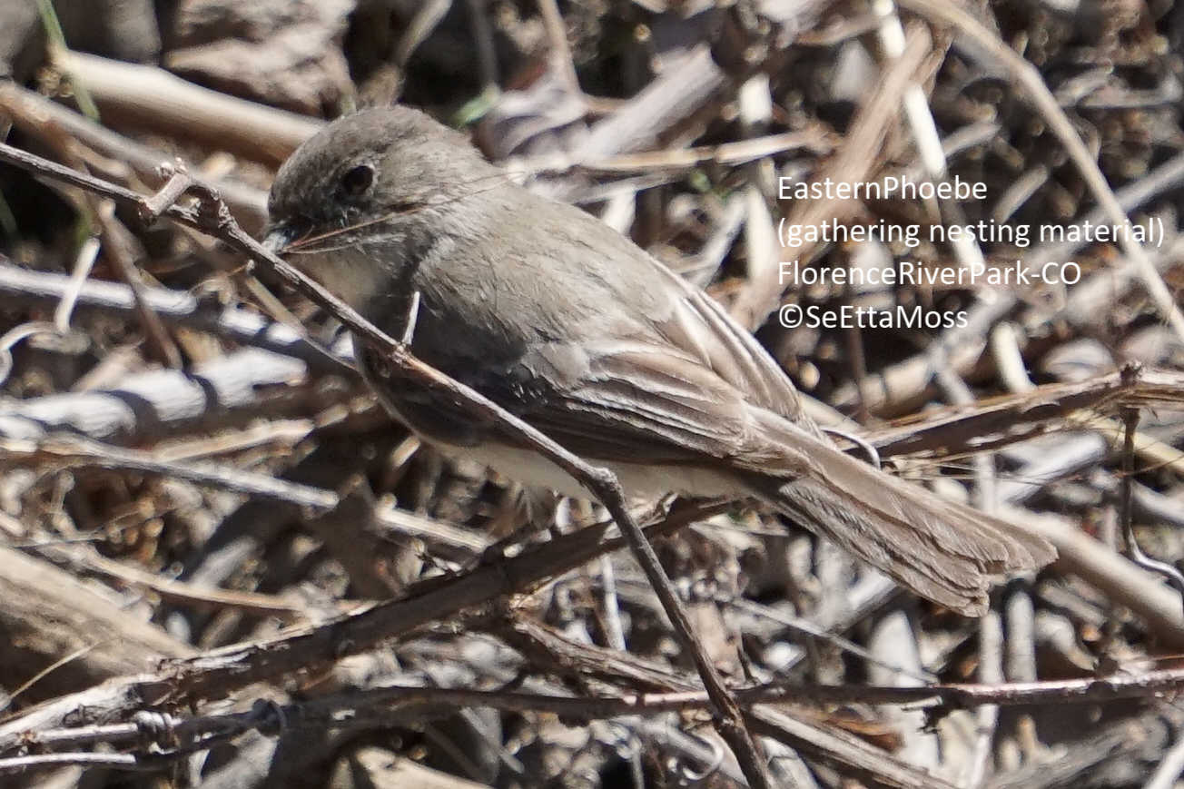 Eastern Phoebe gathering nesting material