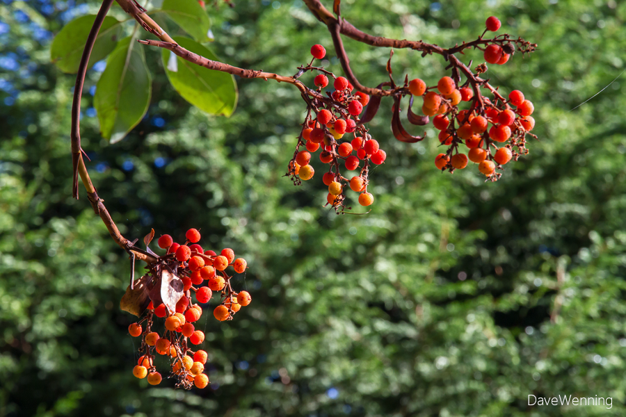 Fruiting Madrona Update
