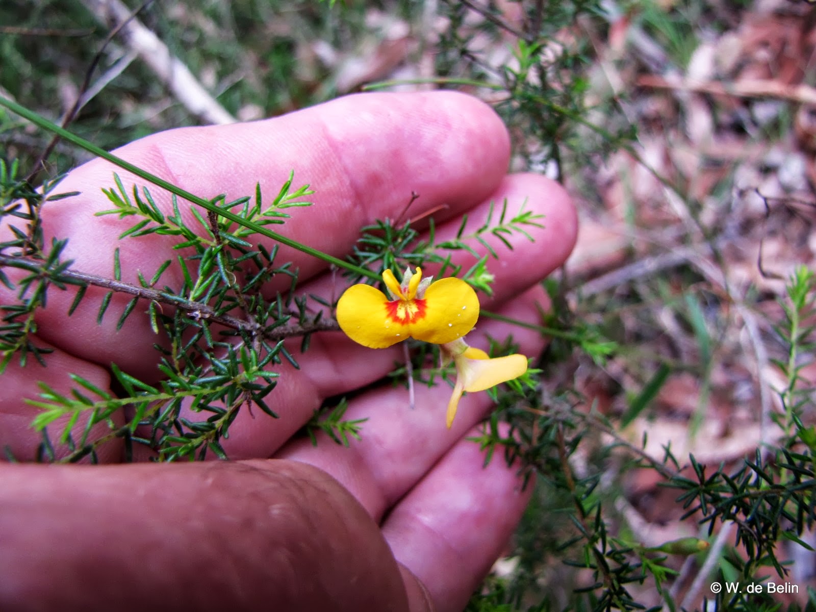 Sydney's Wildflowers and Native Plants: Dillwynia parvifolia - Small ...
