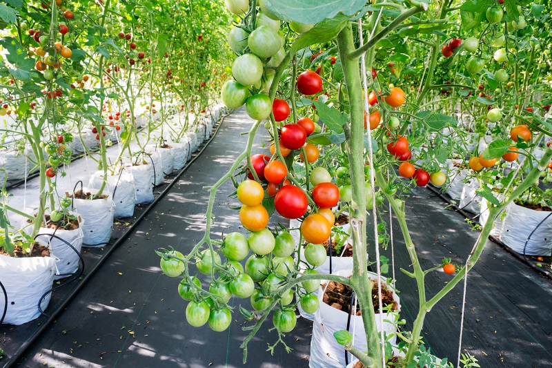 5 Interesting Things to Know About Hydroponics - Getting Informative Ideas