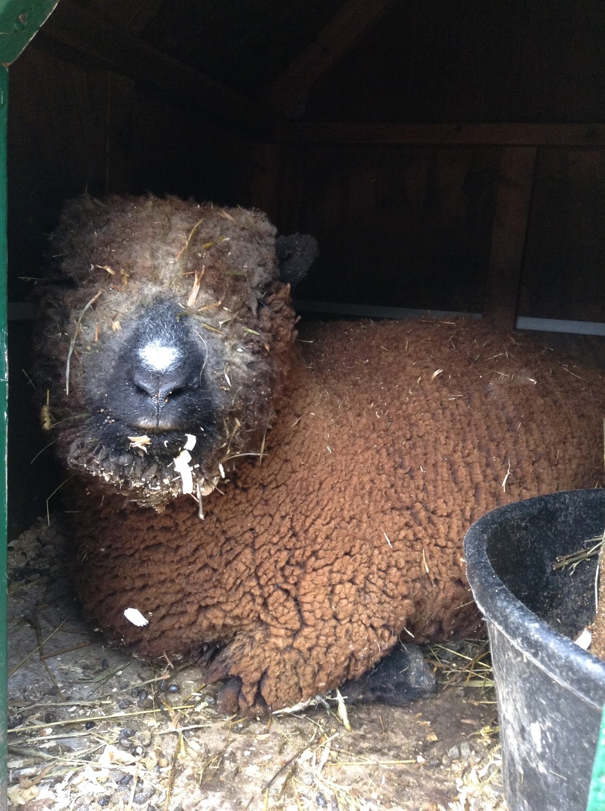 Baa, Baa, Black Sheep