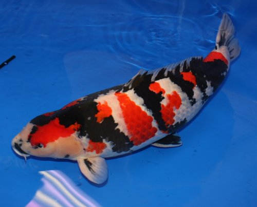 danna info: EL PEZ KOI