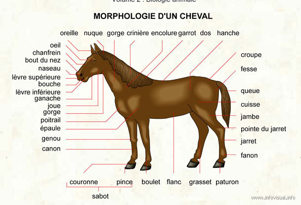 Vétérinaire équin: Profession d'un vétérinaire équin