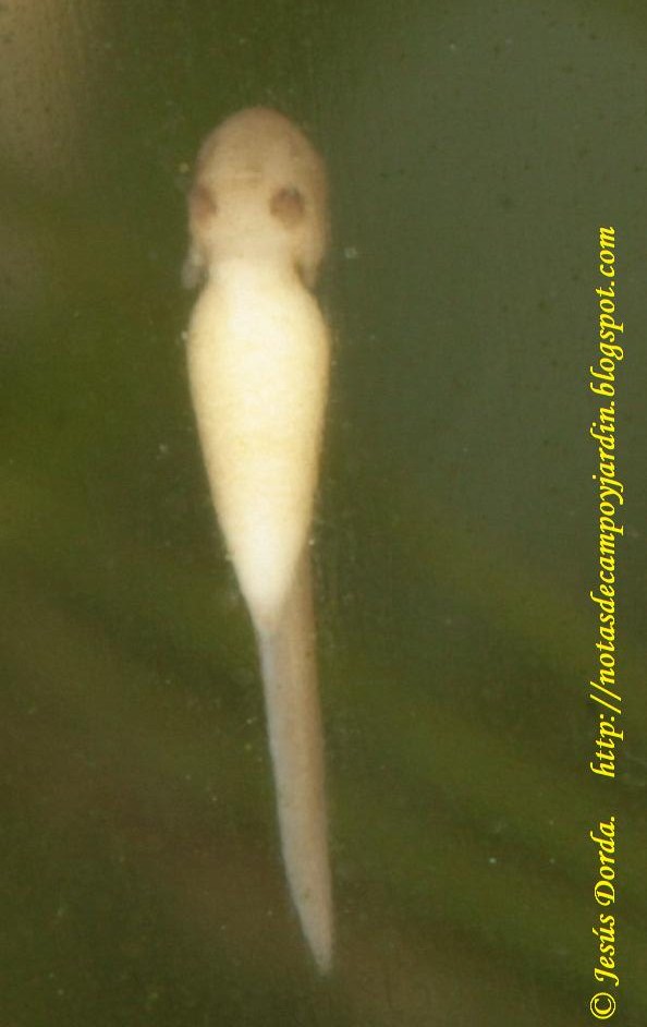 Notas de campo y jardín: Las ranas del jardín. Puestas a poner huevos.