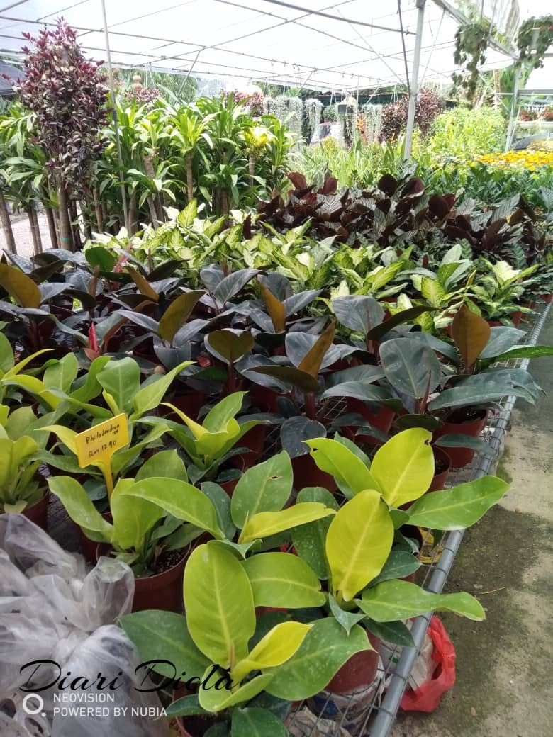 DIARI DIELA: Jalan-jalan ke Nursery Bunga