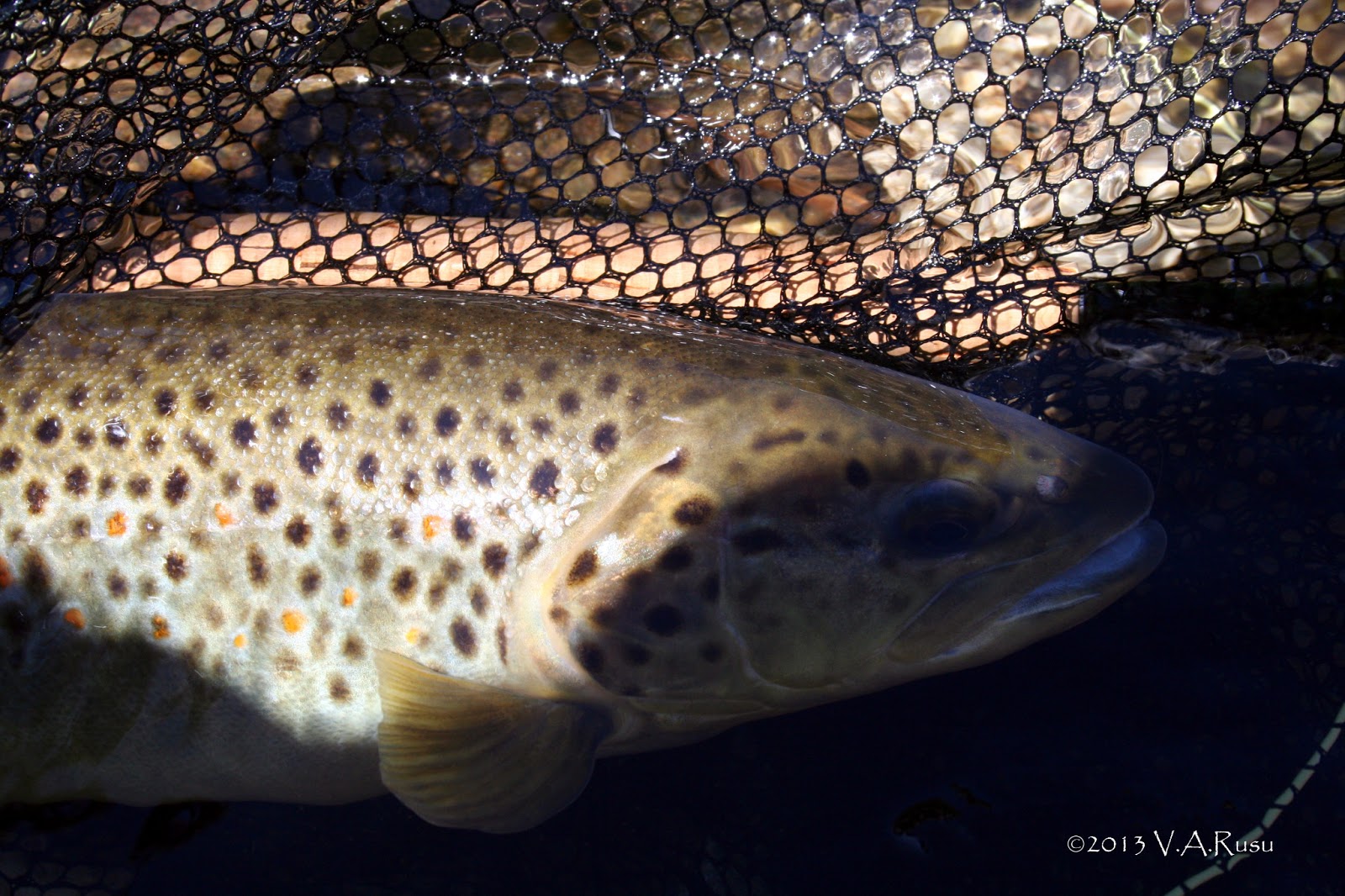 Vladys Fly Fishing Lair: Killer Dry Fly - Modified Jingler (Part I)