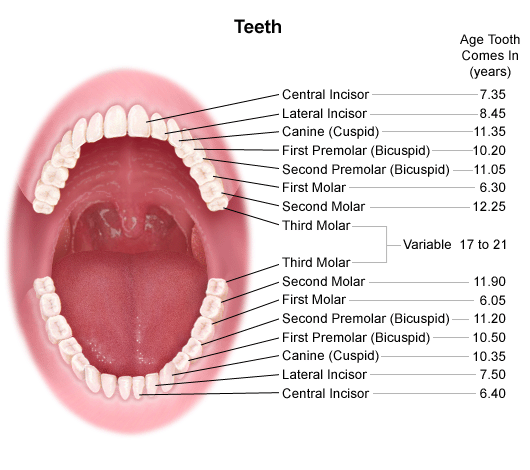 A Wimps Guide to Orthognathic Surgery: Late Tooth Update!