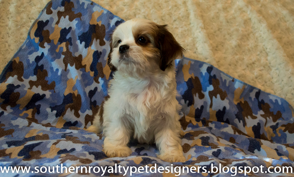 Southern Royalty Pet Designers: Cavaton Puppies 5/14/2016
