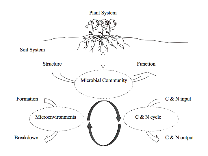 Rhizosphere Effects & Plant Pathology