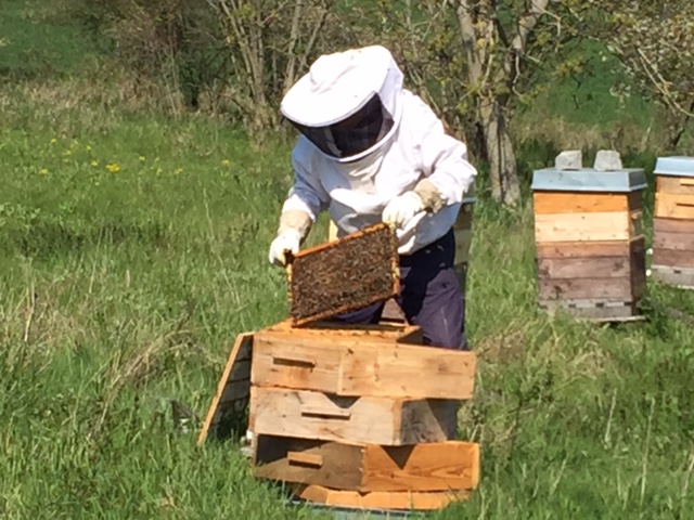 Tiere überall auf der Welt per Kamera beobachten : Die Biene ist das ...