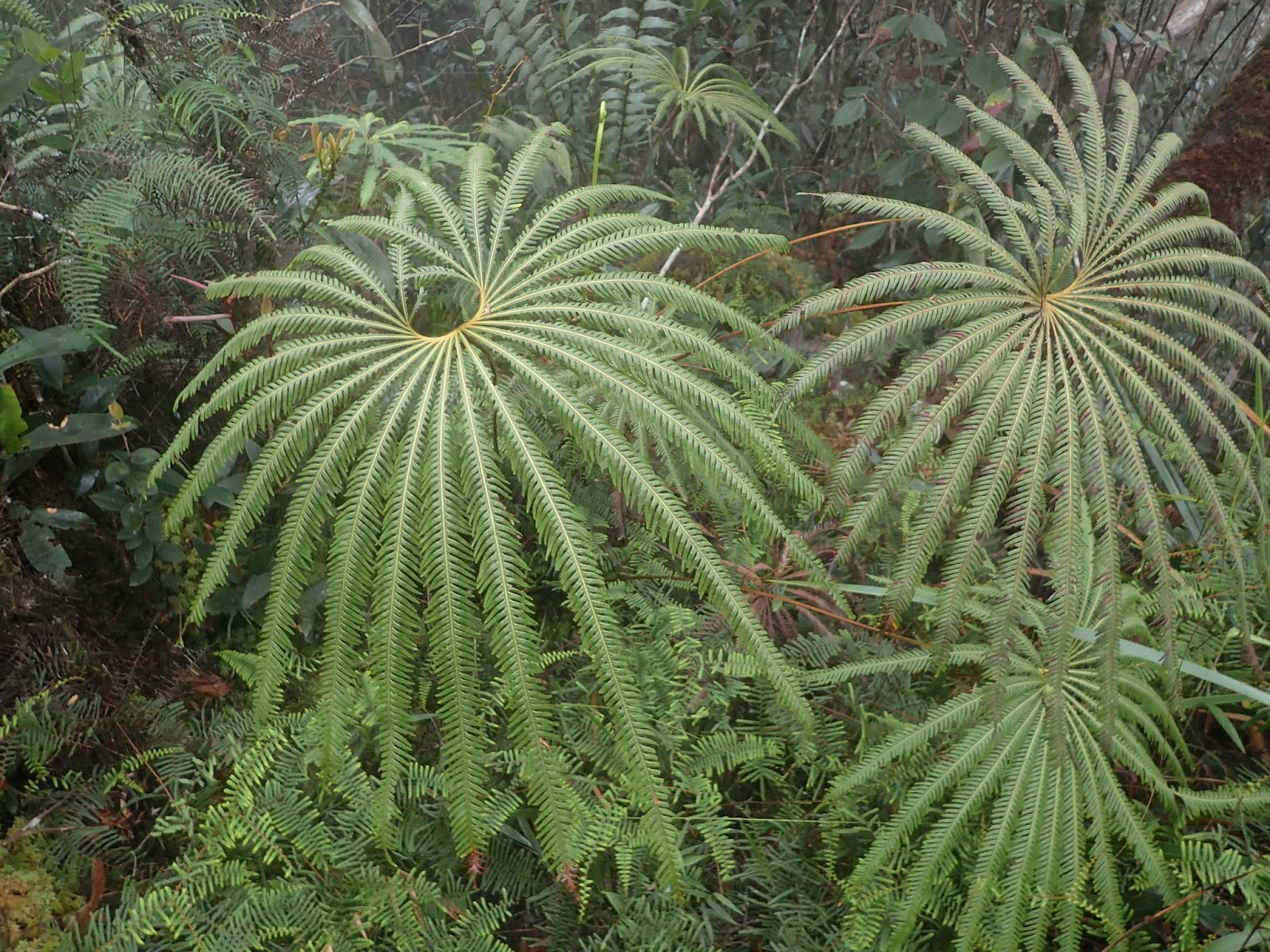Catalogue of Organisms: Matoniaceae: Ferns with a Heritage